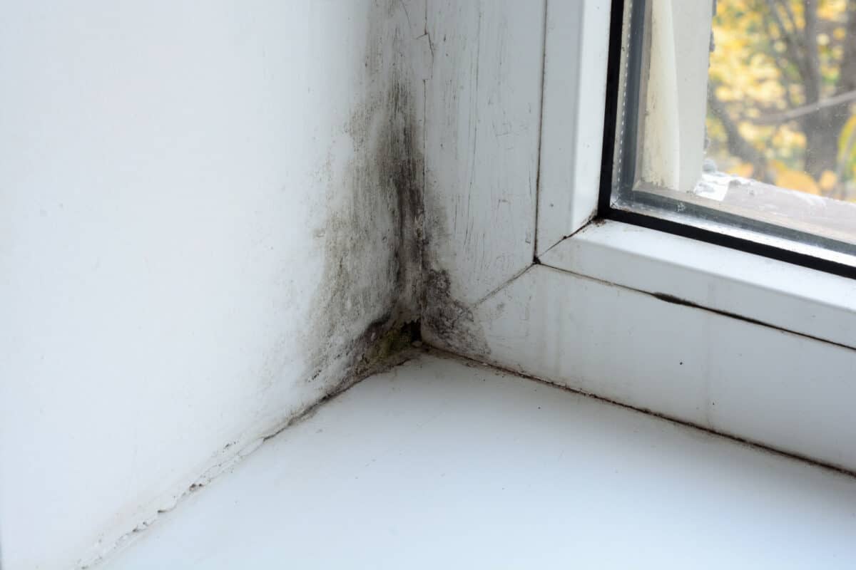 How To Detect And Remove Mold In Your House - Anita's Housekeeping