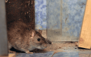 Instantly Detect And Destroy Dead Mouse Smell - Anita's Housekeeping